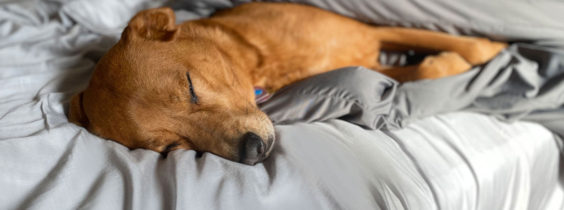 SHEEX® Official Site | Shop Now & Sleep Better | SHEEX.com‎