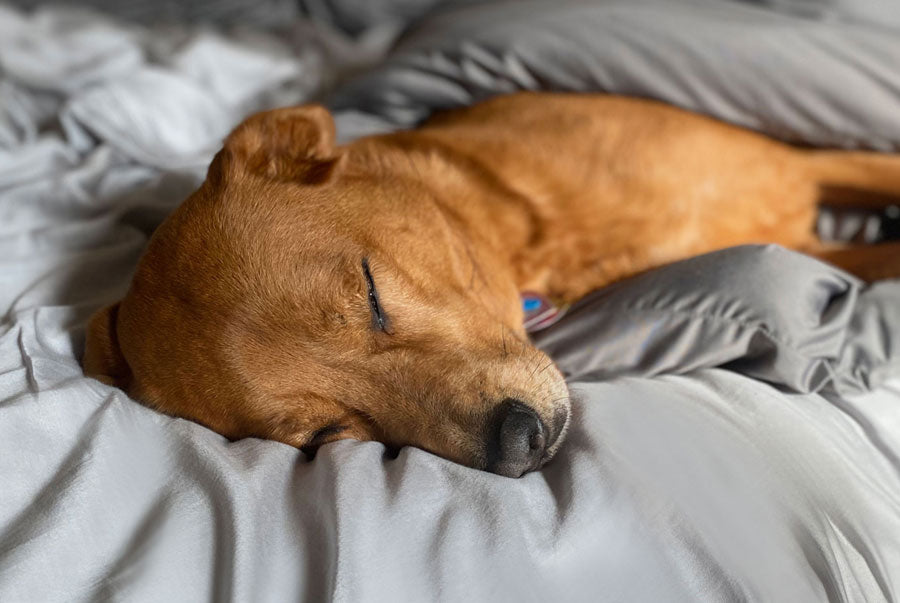 SHEEX® Official Site | Shop Now & Sleep Better | SHEEX.com‎